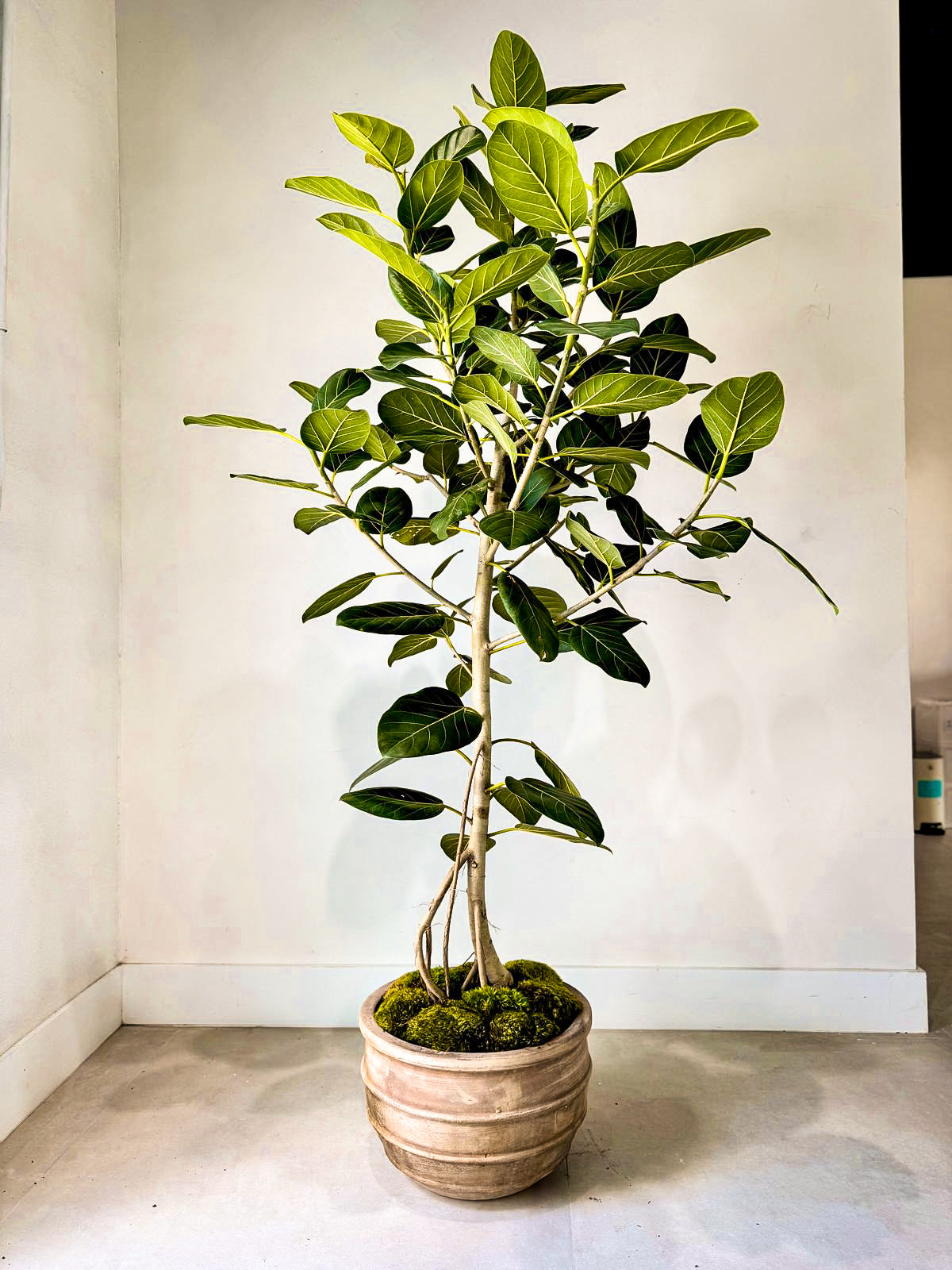 Ficus Audrey (Ficus benghalensis)